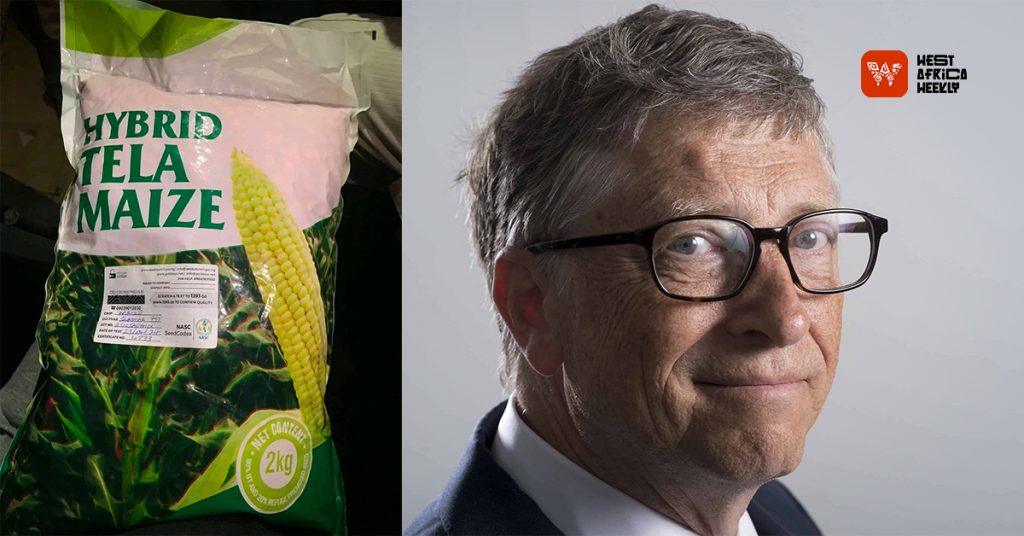 TELA Maize's 'Success' Questioned As Research Organisations Behind ...